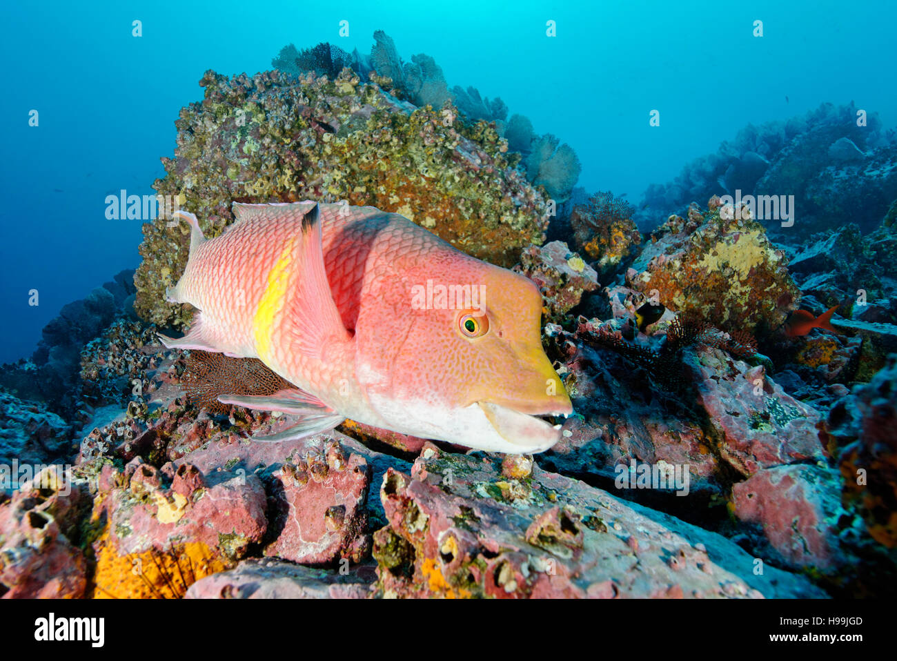 Mexican hogfish underwater marine life hi-res stock photography and ...
