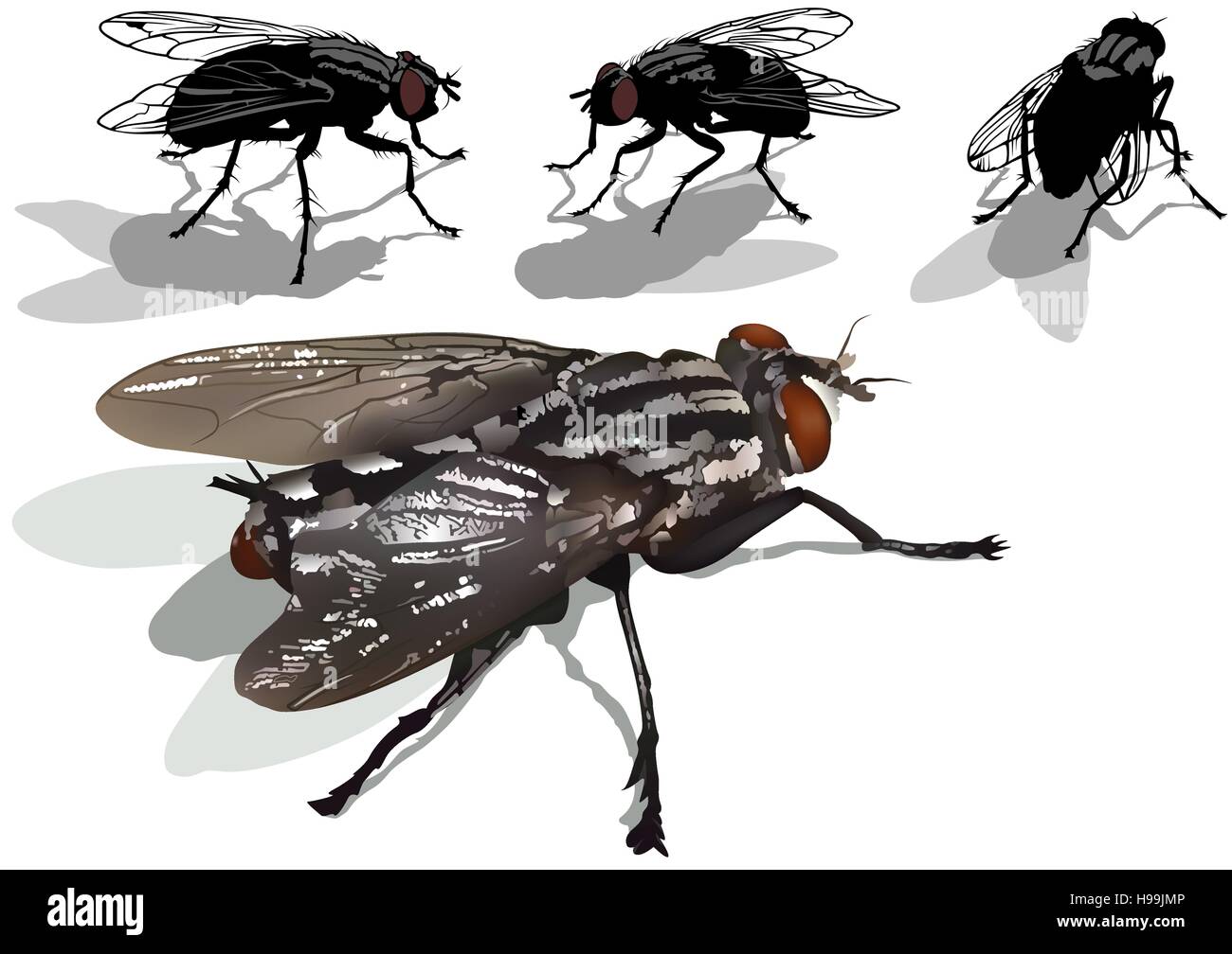 House Fly Set Stock Vector Image & Art - Alamy