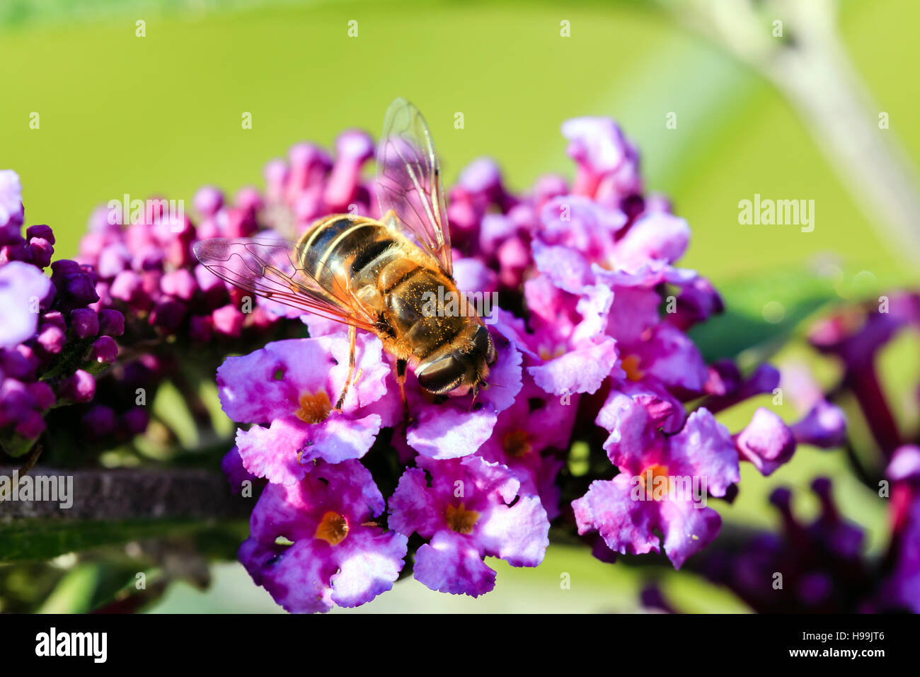 English bee on buddleia hi-res stock photography and images - Alamy