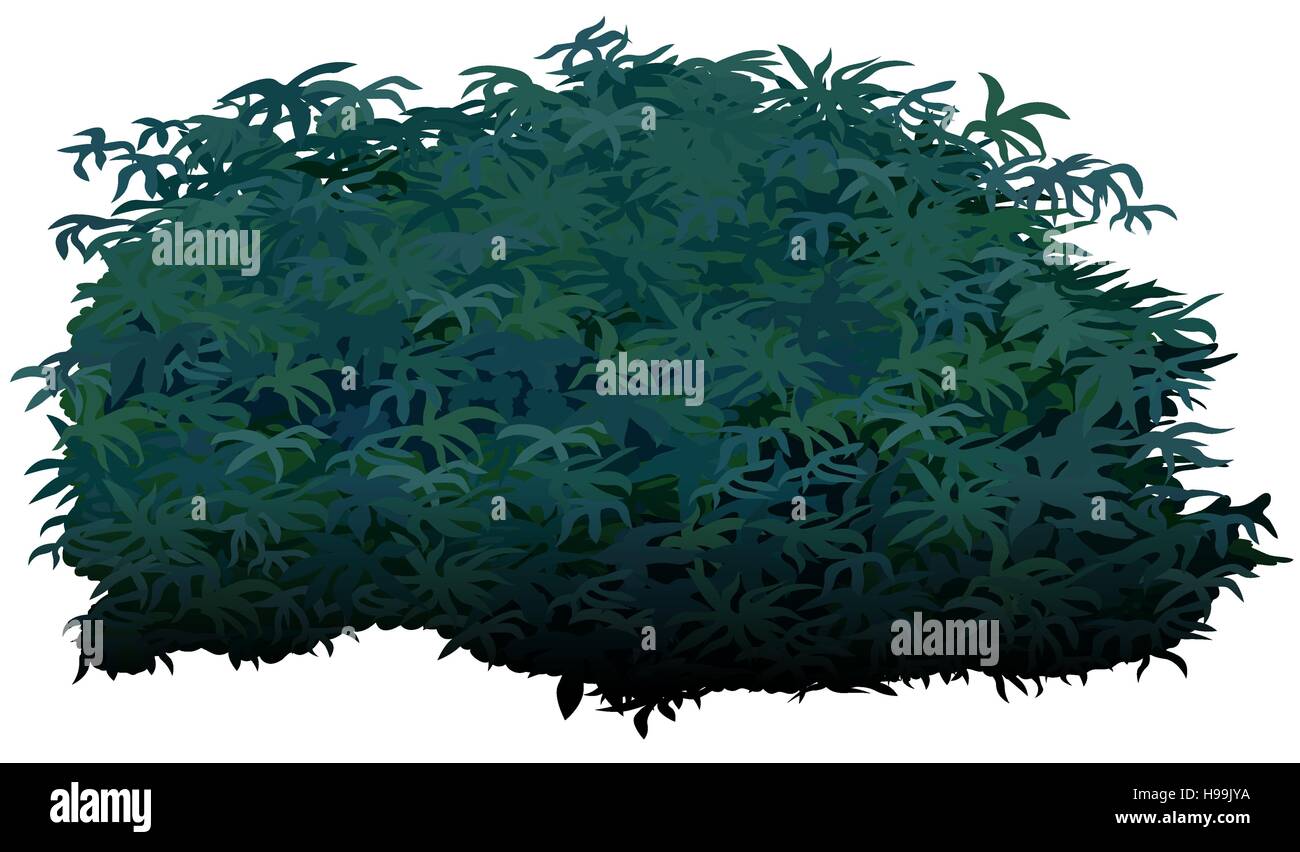 Shrub flora Stock Vector Images - Alamy