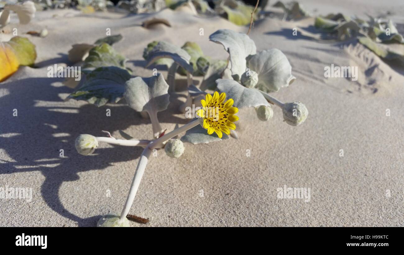 Sand flower hi-res stock photography and images - Alamy