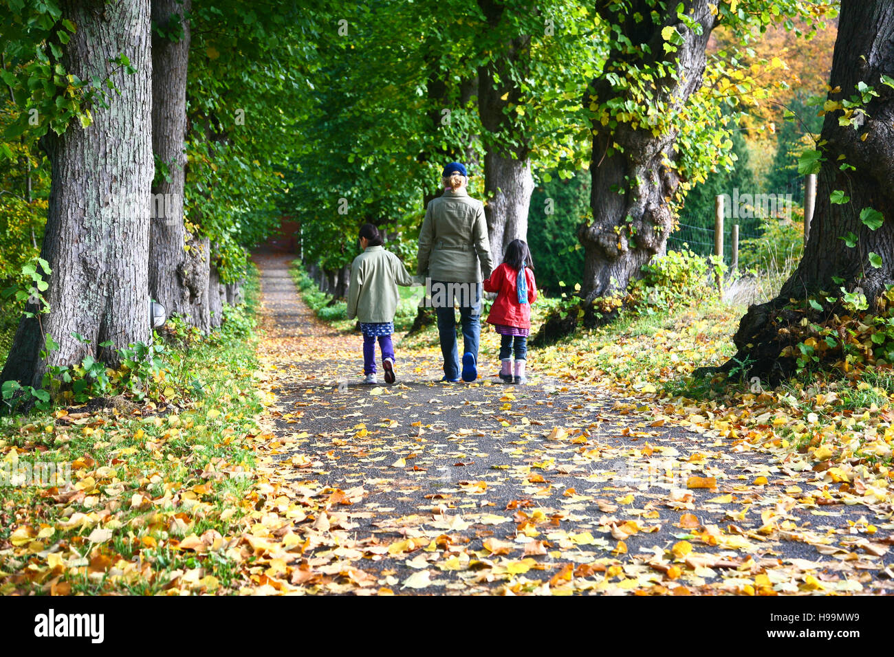 Forest in autumn in Denmark Stock Photo - Alamy
