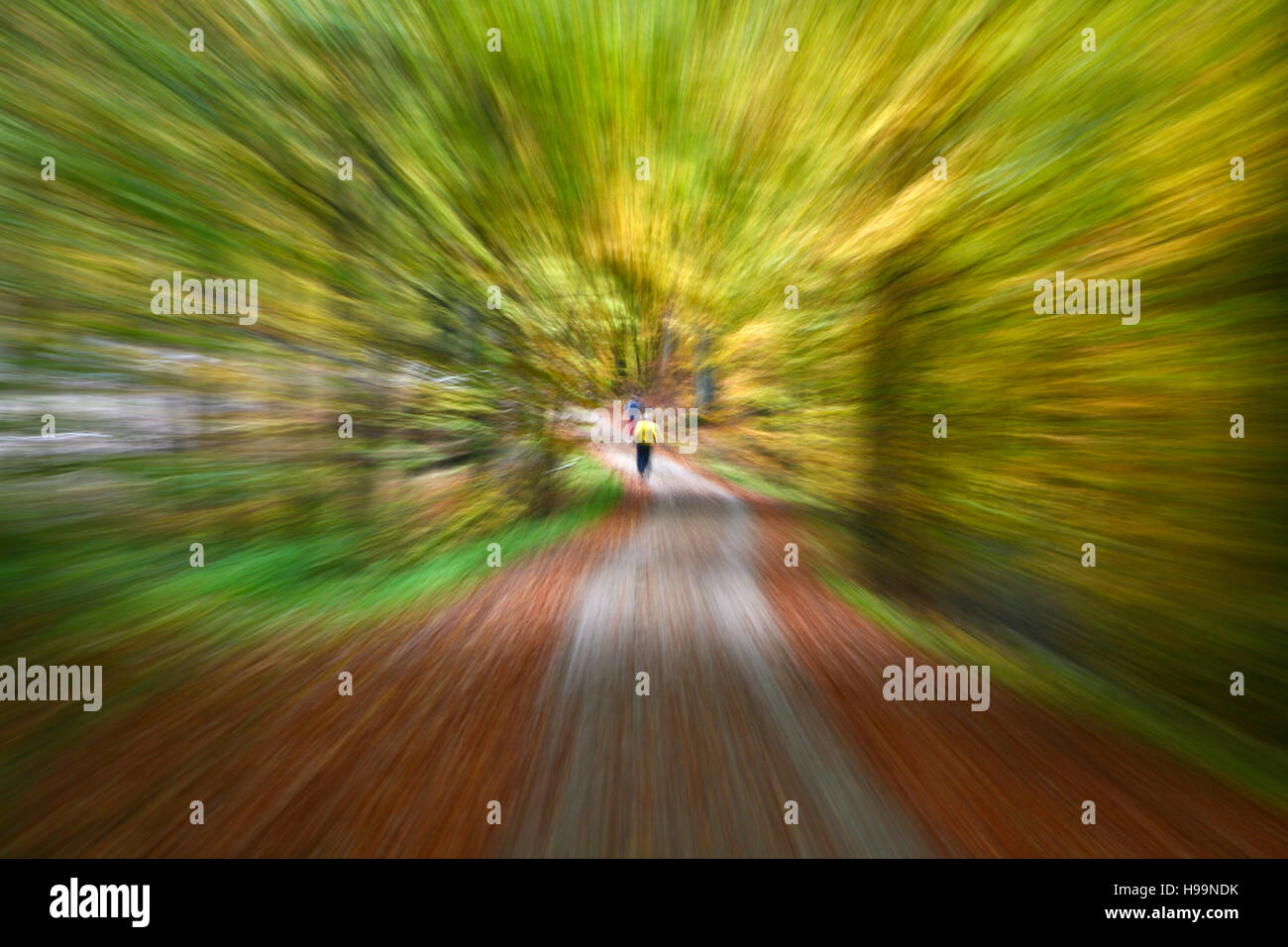 Colorful forest in autumn in denmark in the daytime. man running ...