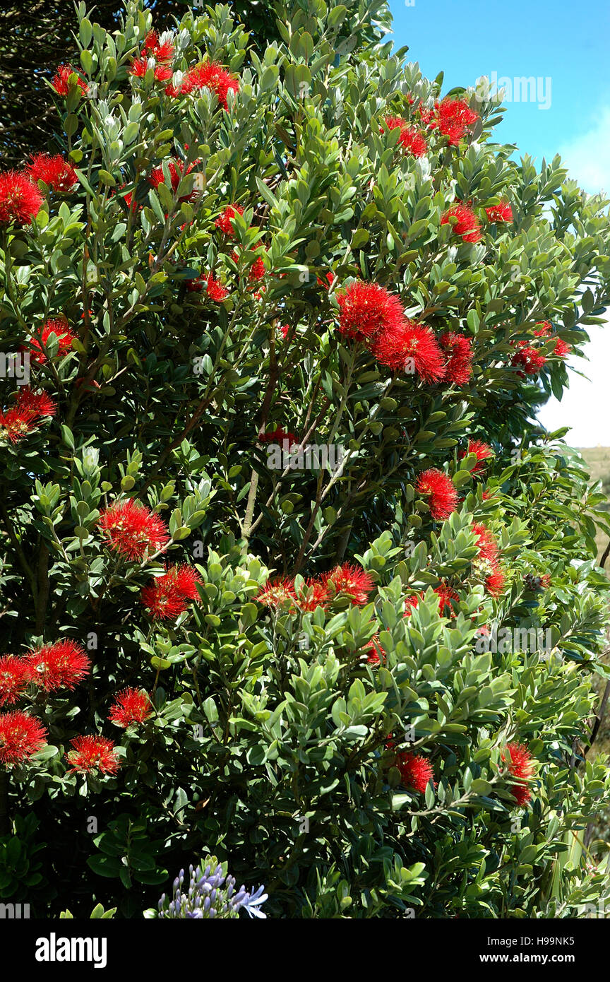Southern Rata tree flowers and leaves, Dunedin, South Island, New ...