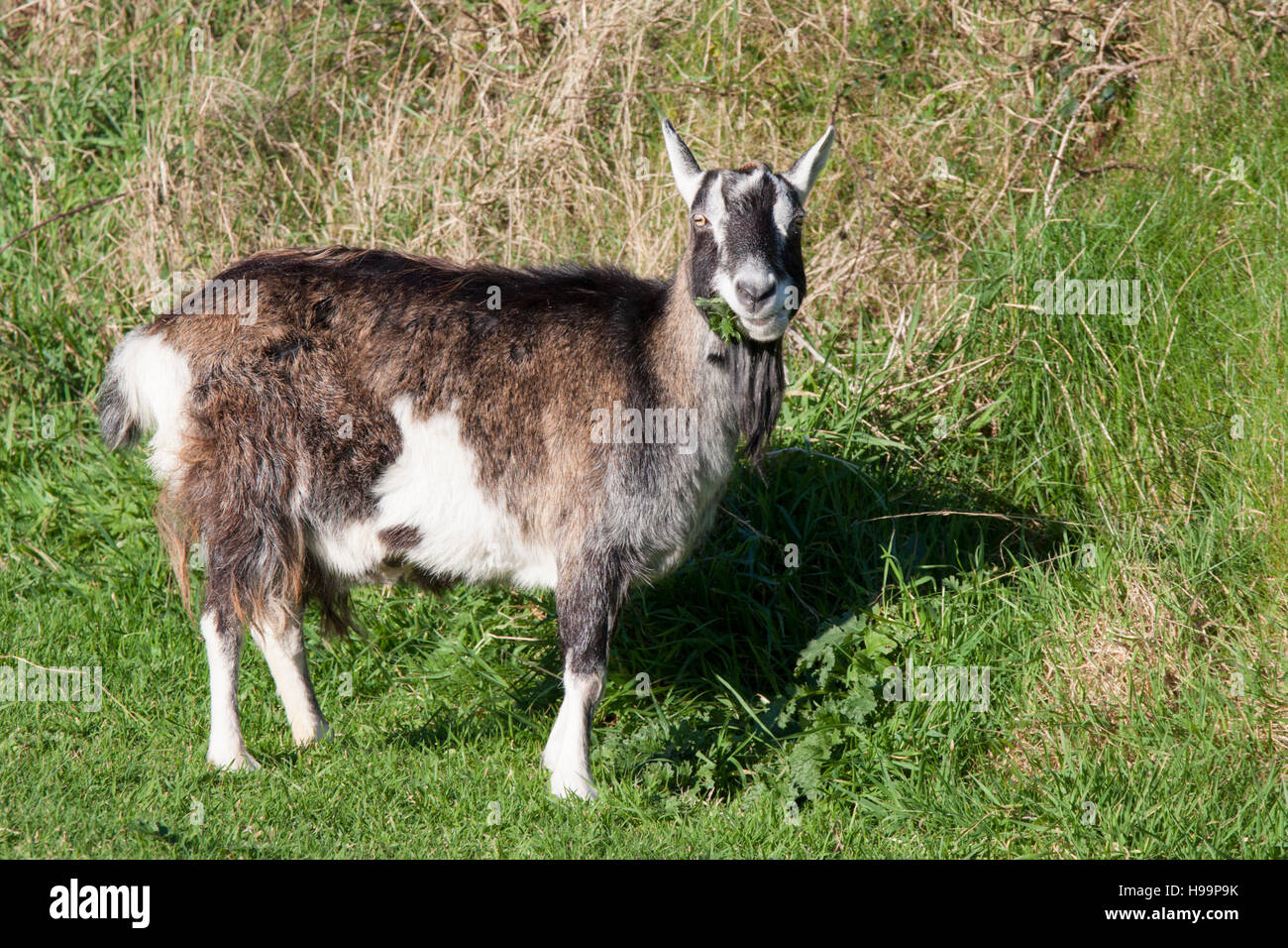 Puck Goat High Resolution Stock Photography and Images - Alamy