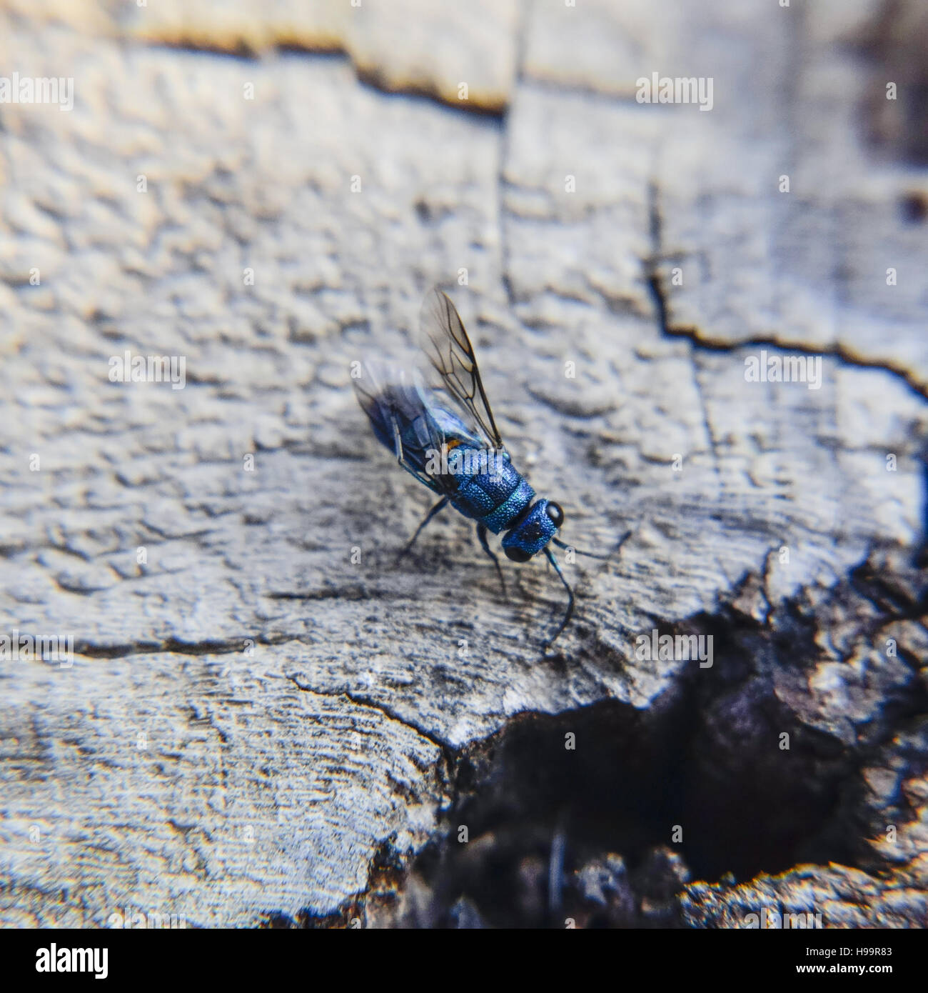 the Ruby - tailed the wasp Chrysis ignita Stock Photo - Alamy