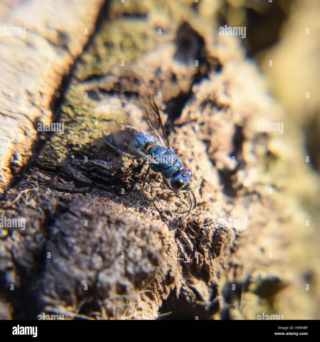 the Ruby - tailed the wasp Chrysis ignita Stock Photo - Alamy