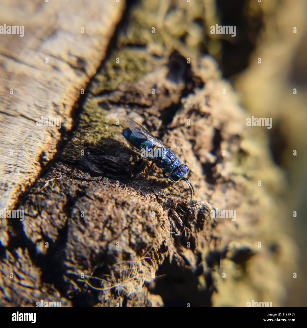 the Ruby - tailed the wasp Chrysis ignita Stock Photo - Alamy
