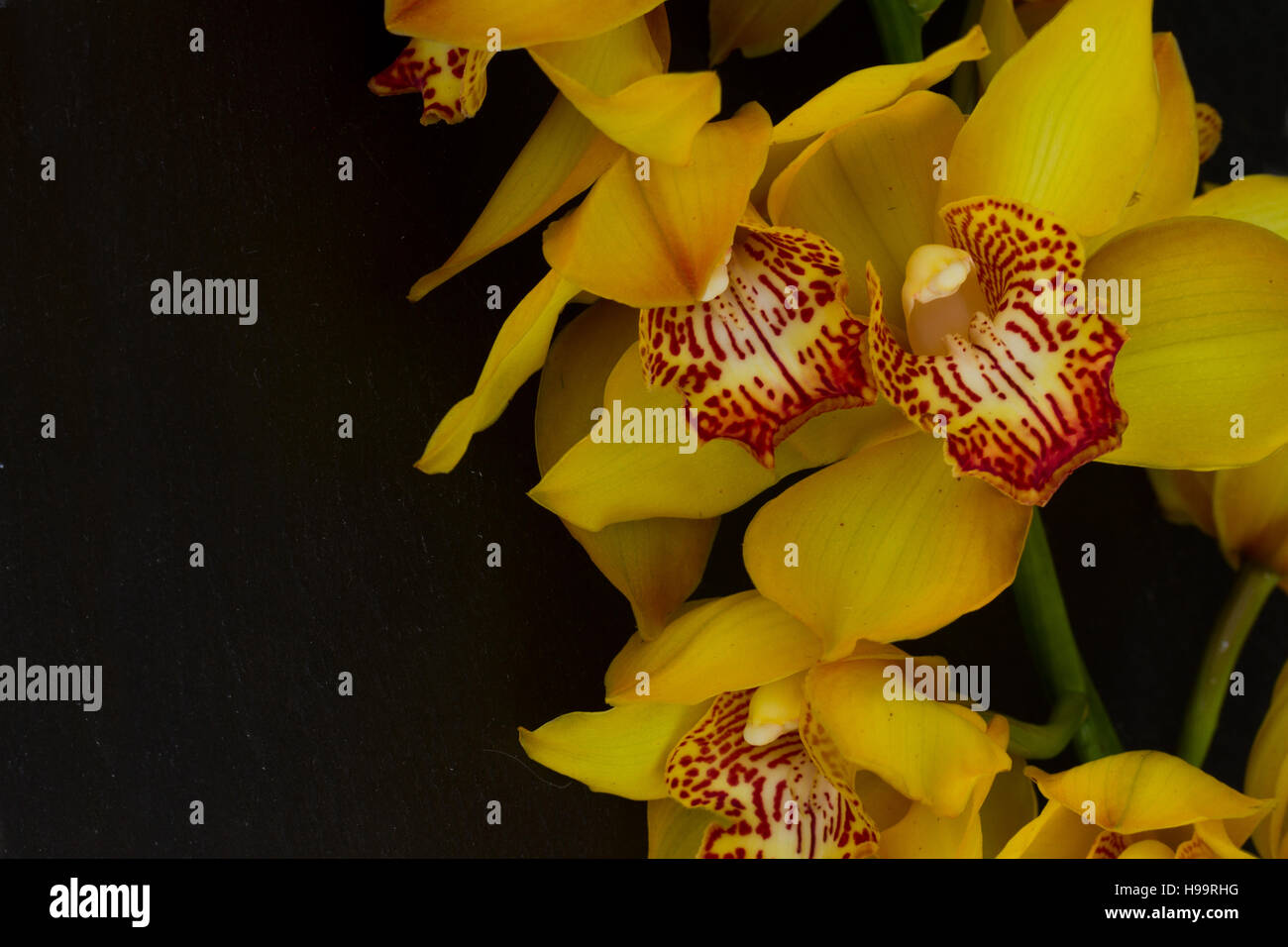 yellow orchid flowers Stock Photo - Alamy