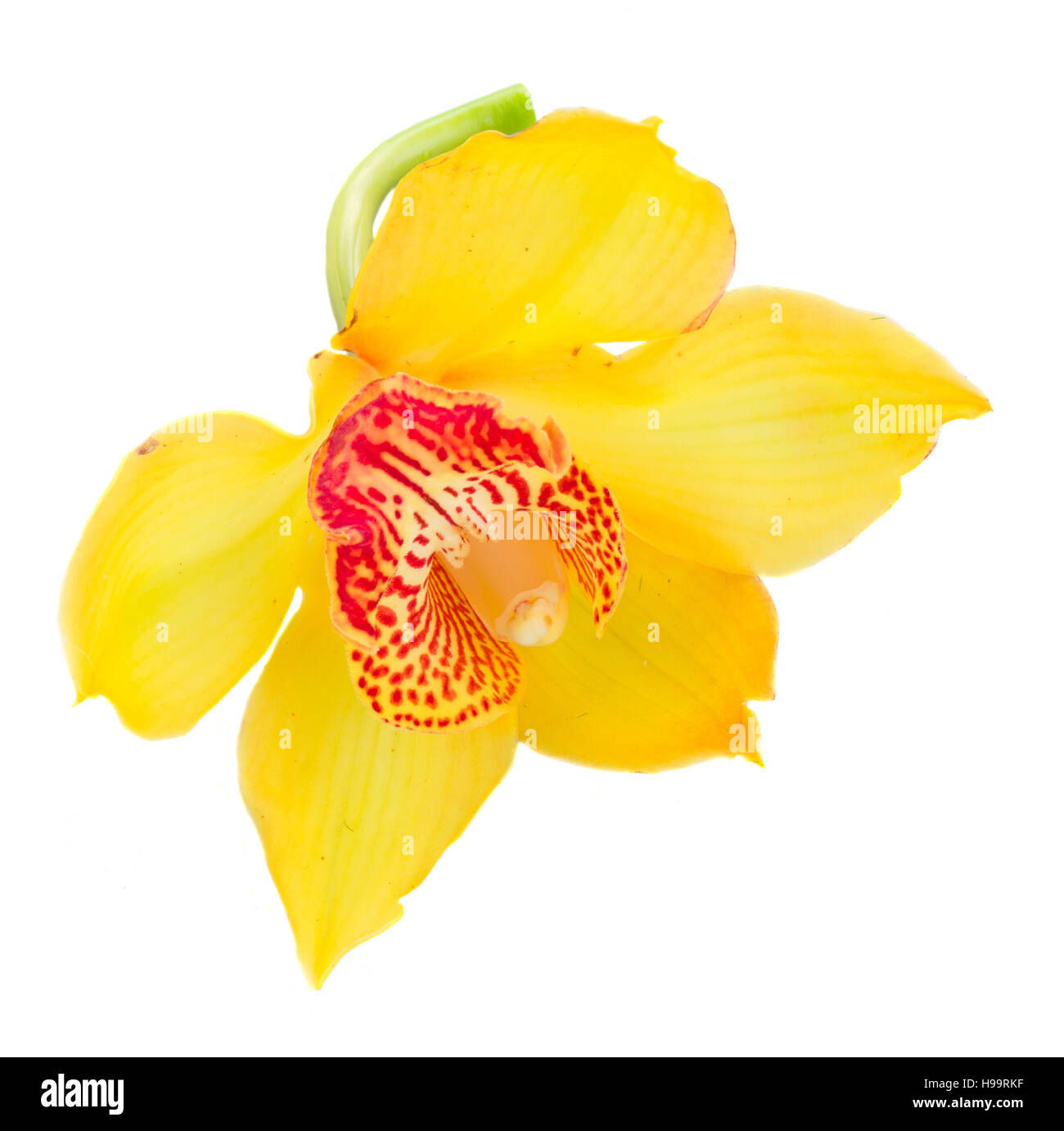 yellow orchid flowers Stock Photo - Alamy