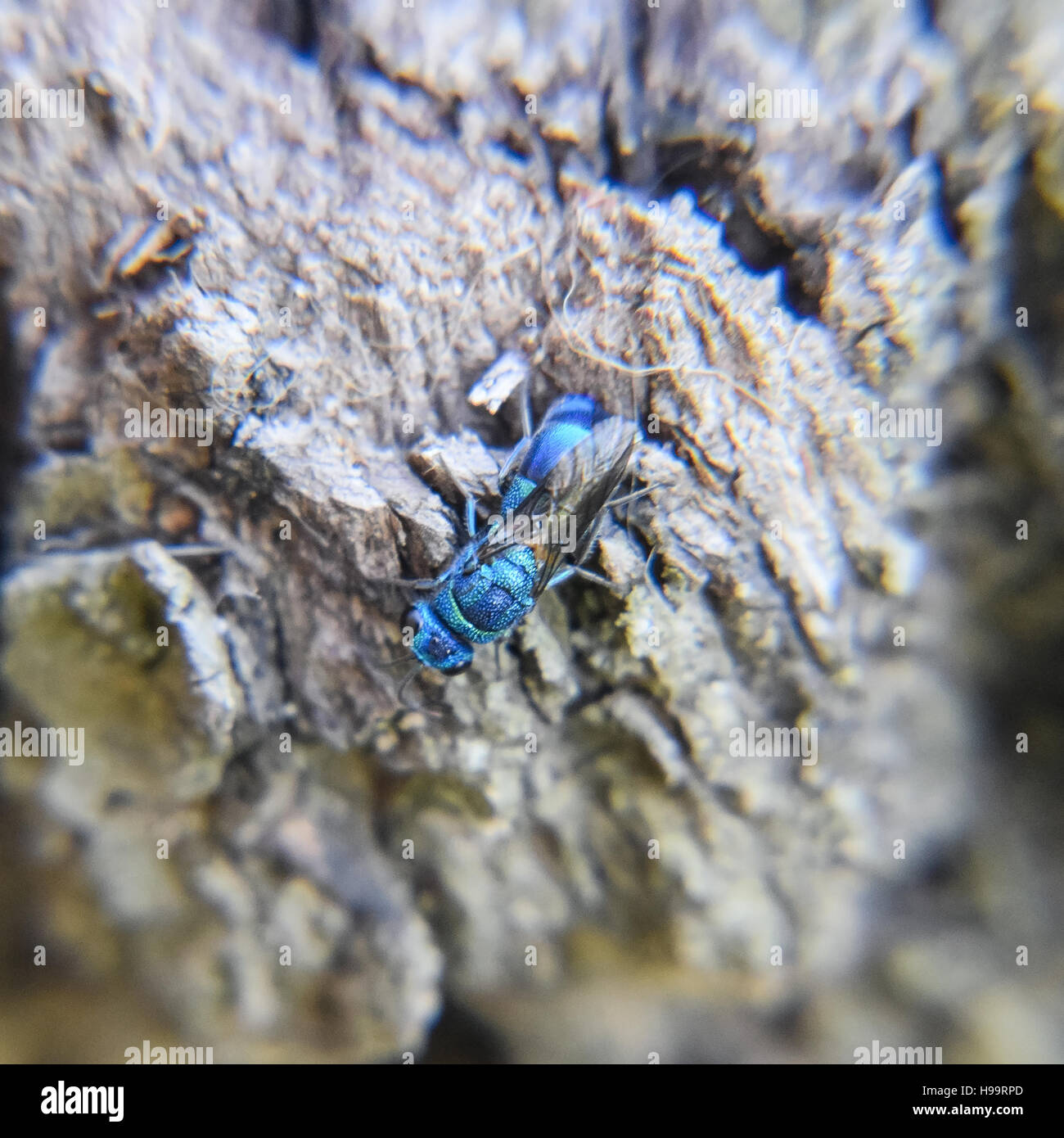 Ruby tailed wasp chrysis ignita hi-res stock photography and images - Alamy