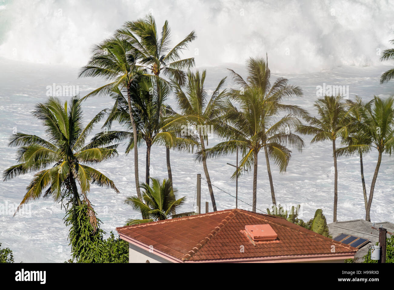 Big Ocean waves, palm trees near Waimea bay on the north shore of Oahu ...