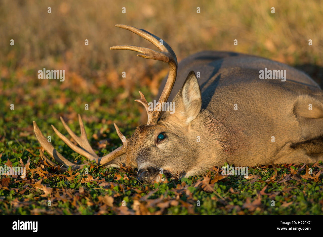 Whitetail Deer hunting in Minnesota Stock Photo - Alamy