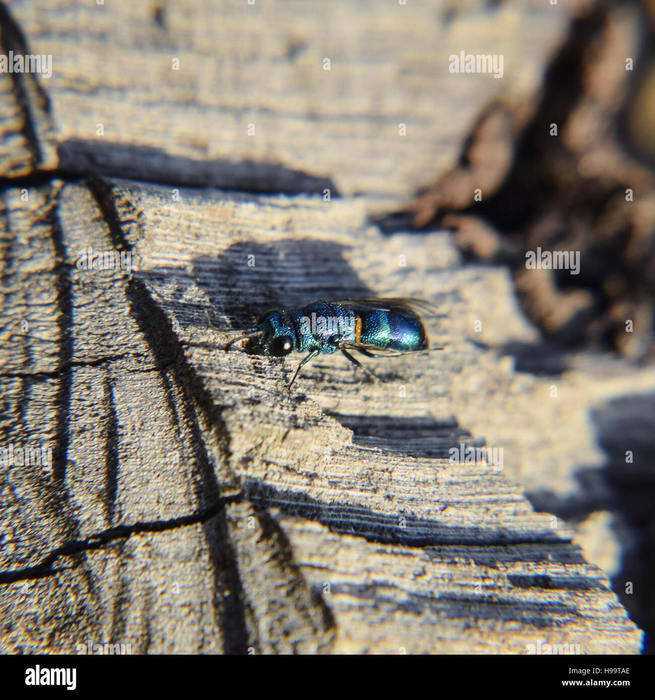 the Ruby - tailed the wasp Chrysis ignita Stock Photo - Alamy