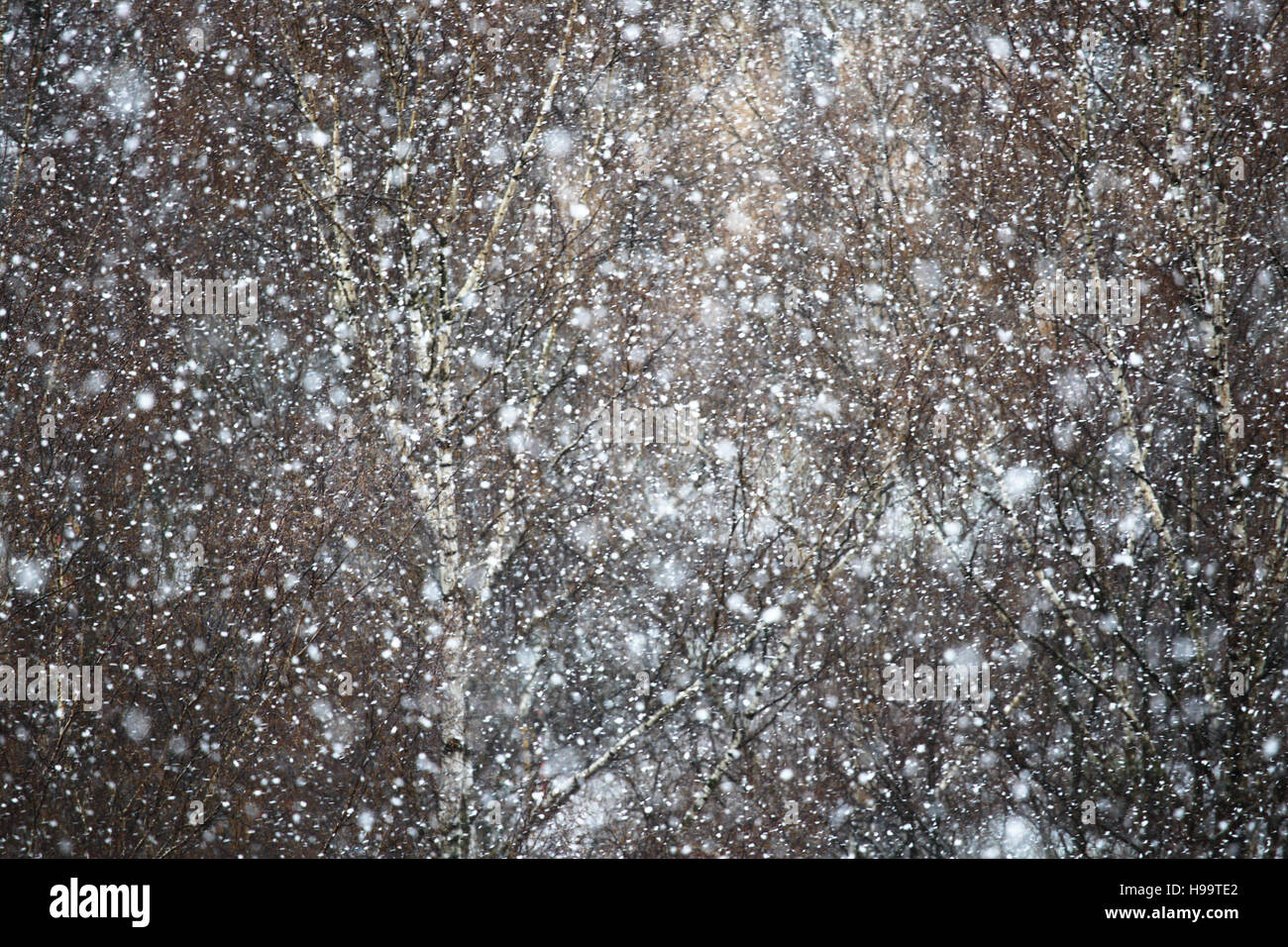 Winter falling snow over trees background. Real natural photo Stock ...