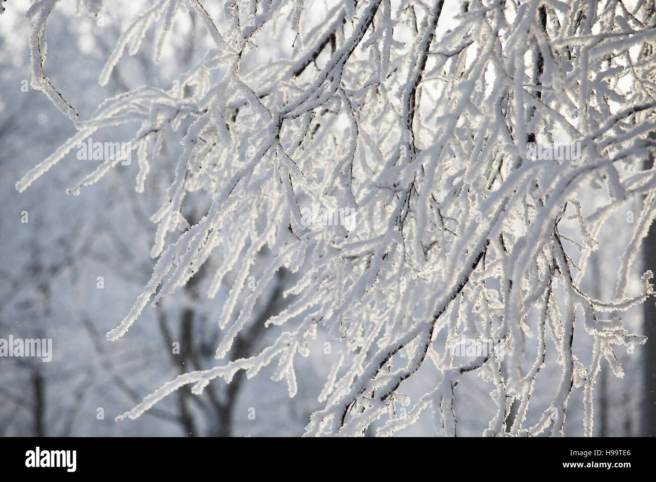 Hoarfrost on the trees in cold winter forest Stock Photo - Alamy