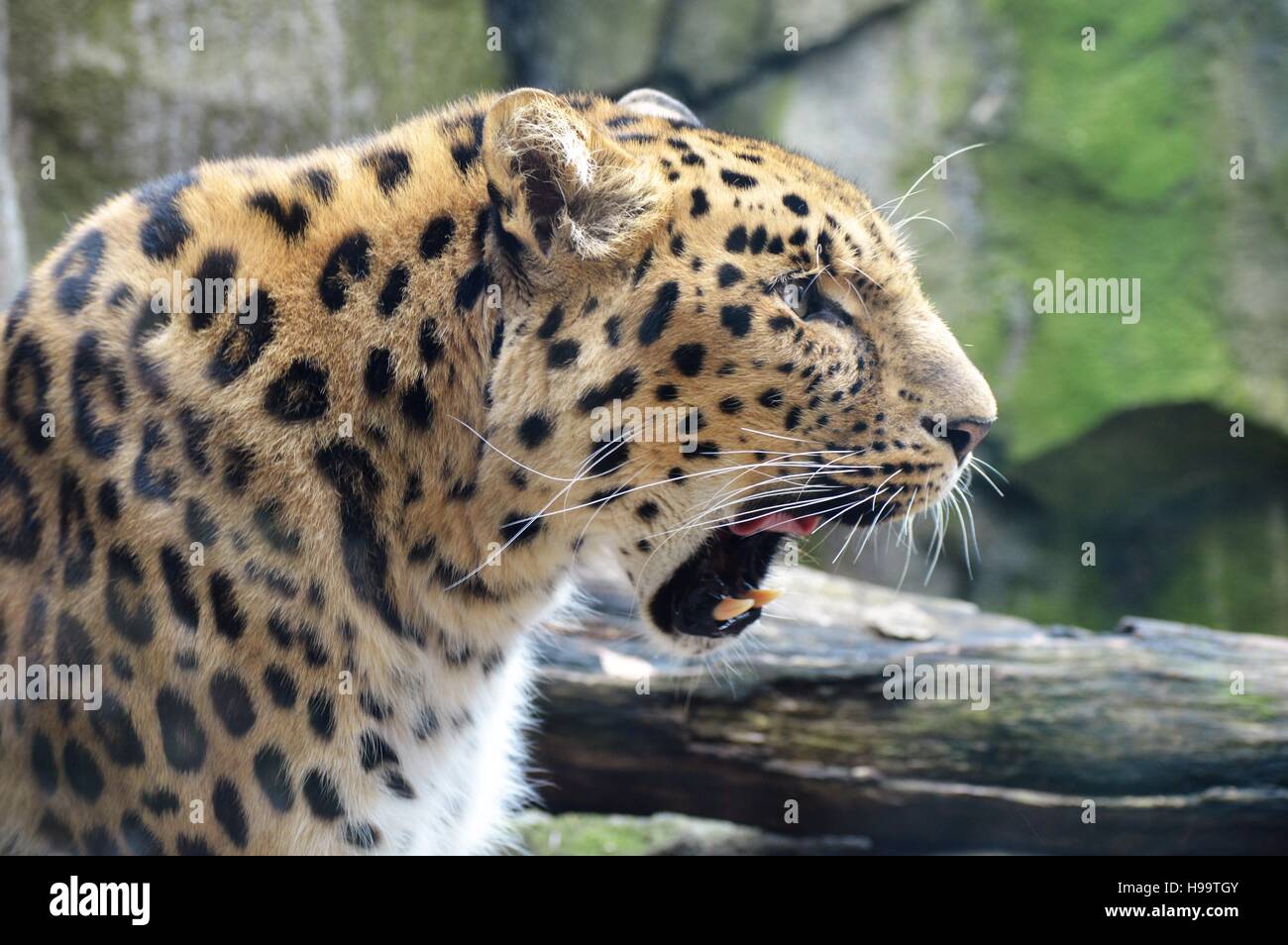 Amur leopard looking up hi-res stock photography and images - Alamy