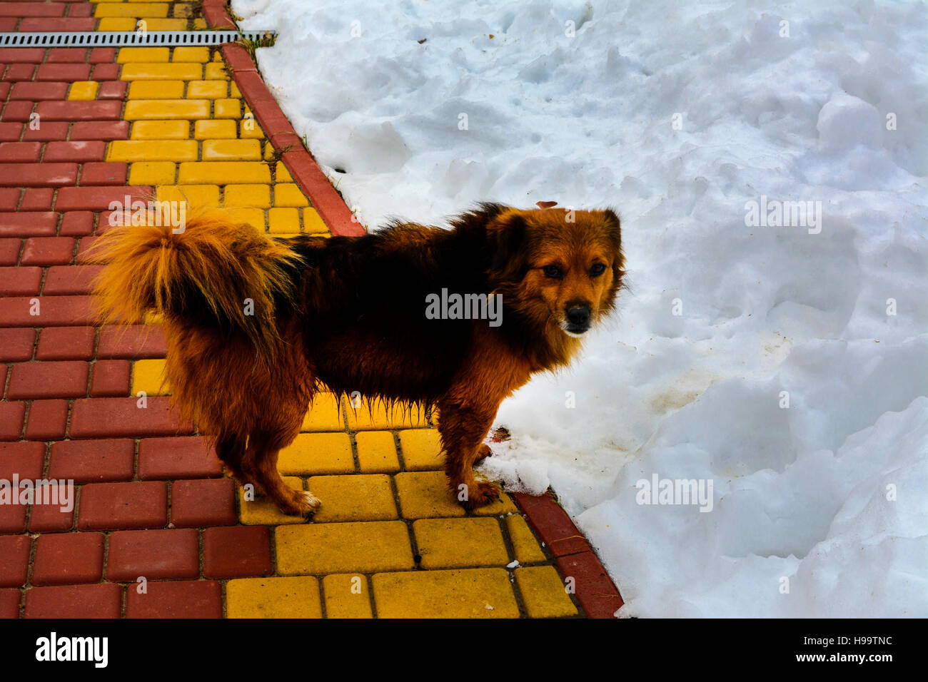 Frozen dog on the path with snow in the yard of a private house Stock ...