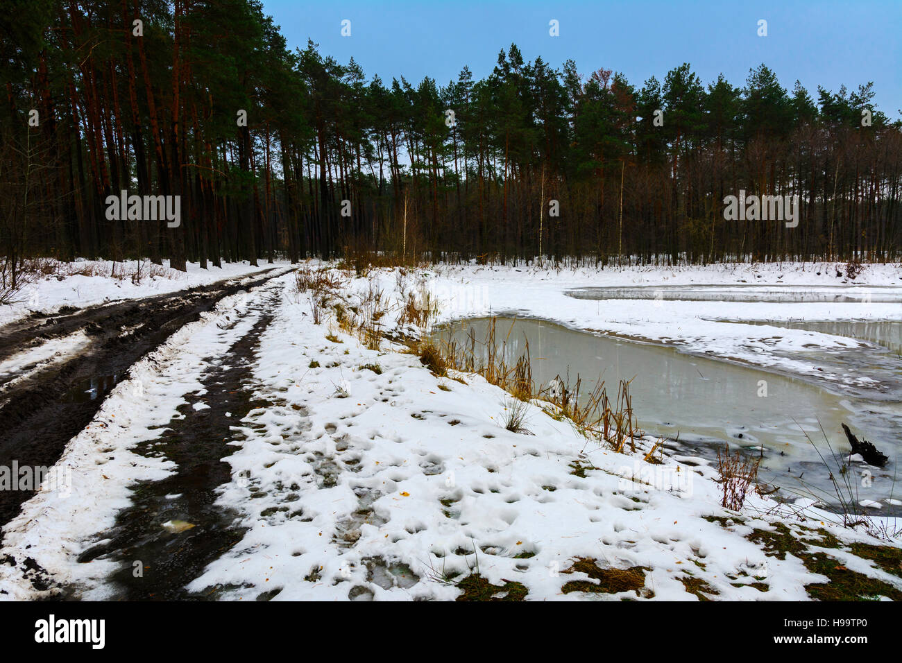 Forest Lake in the ice melted and the path in the winter forest Stock ...