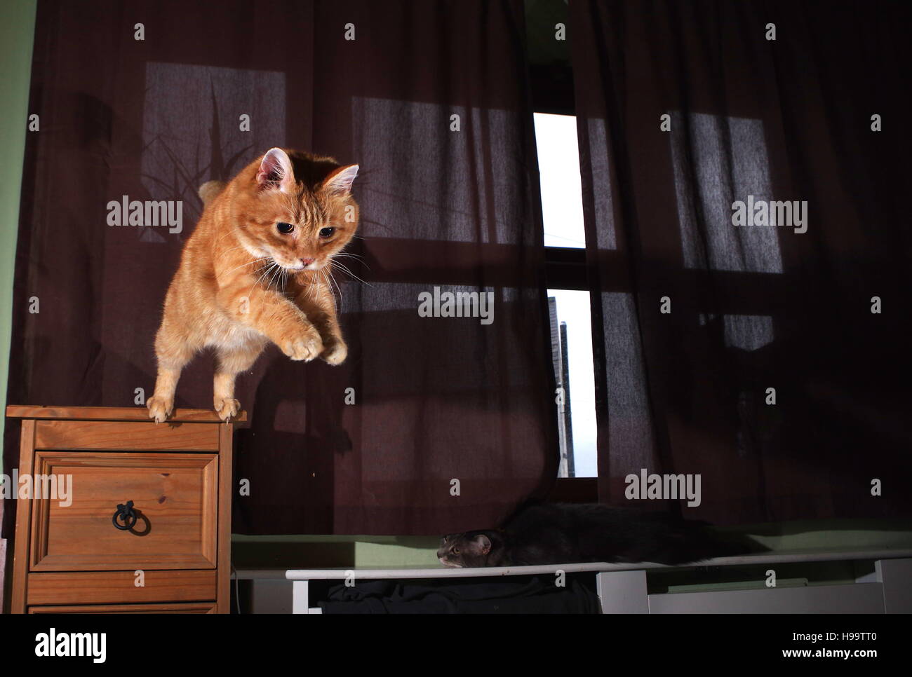 Ginger cat jumping from cupboard Stock Photo - Alamy