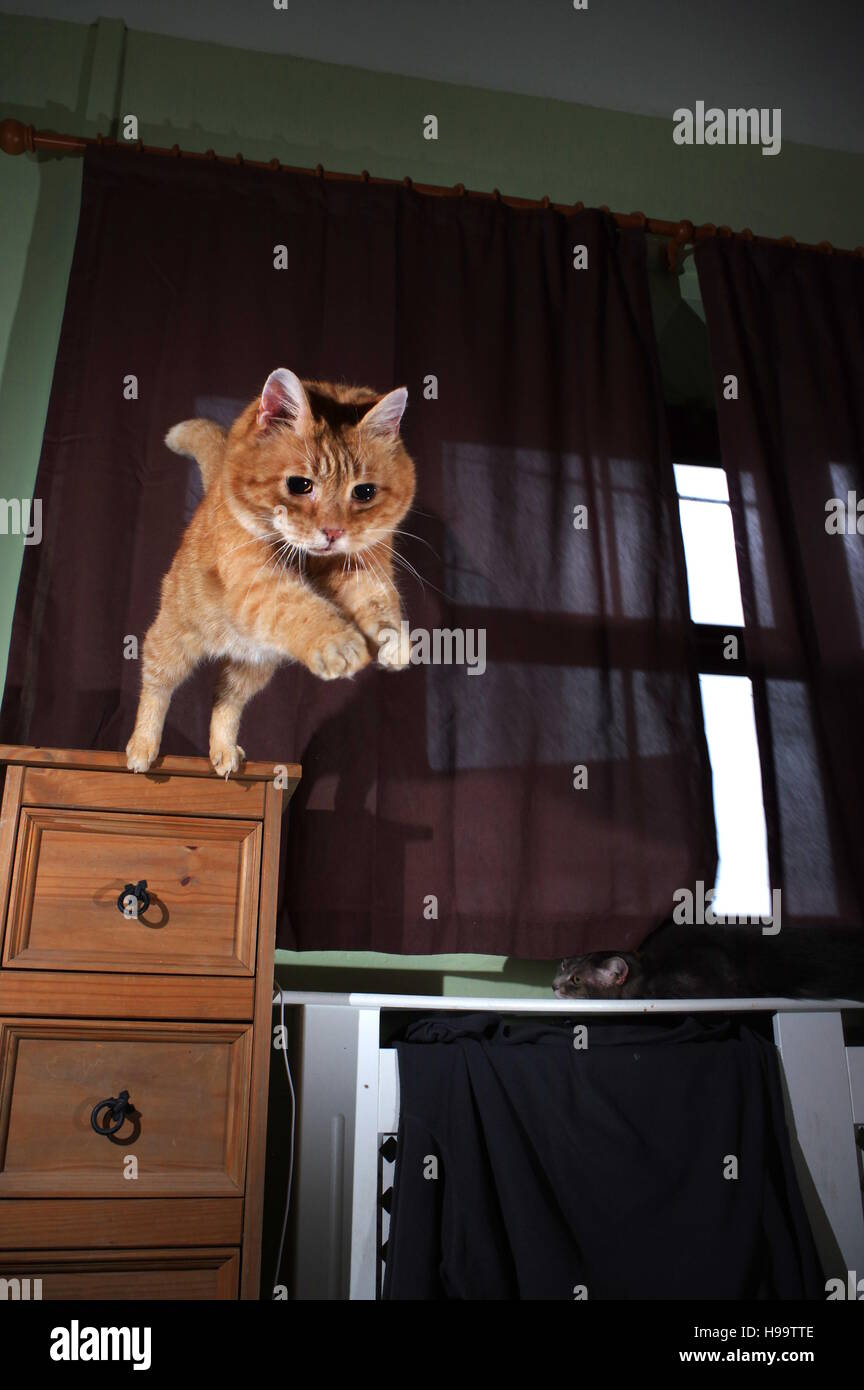 Cat cupboard hi-res stock photography and images - Alamy