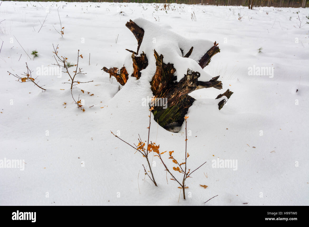 The bushes and stumps covered with snow in the winter forest Stock ...