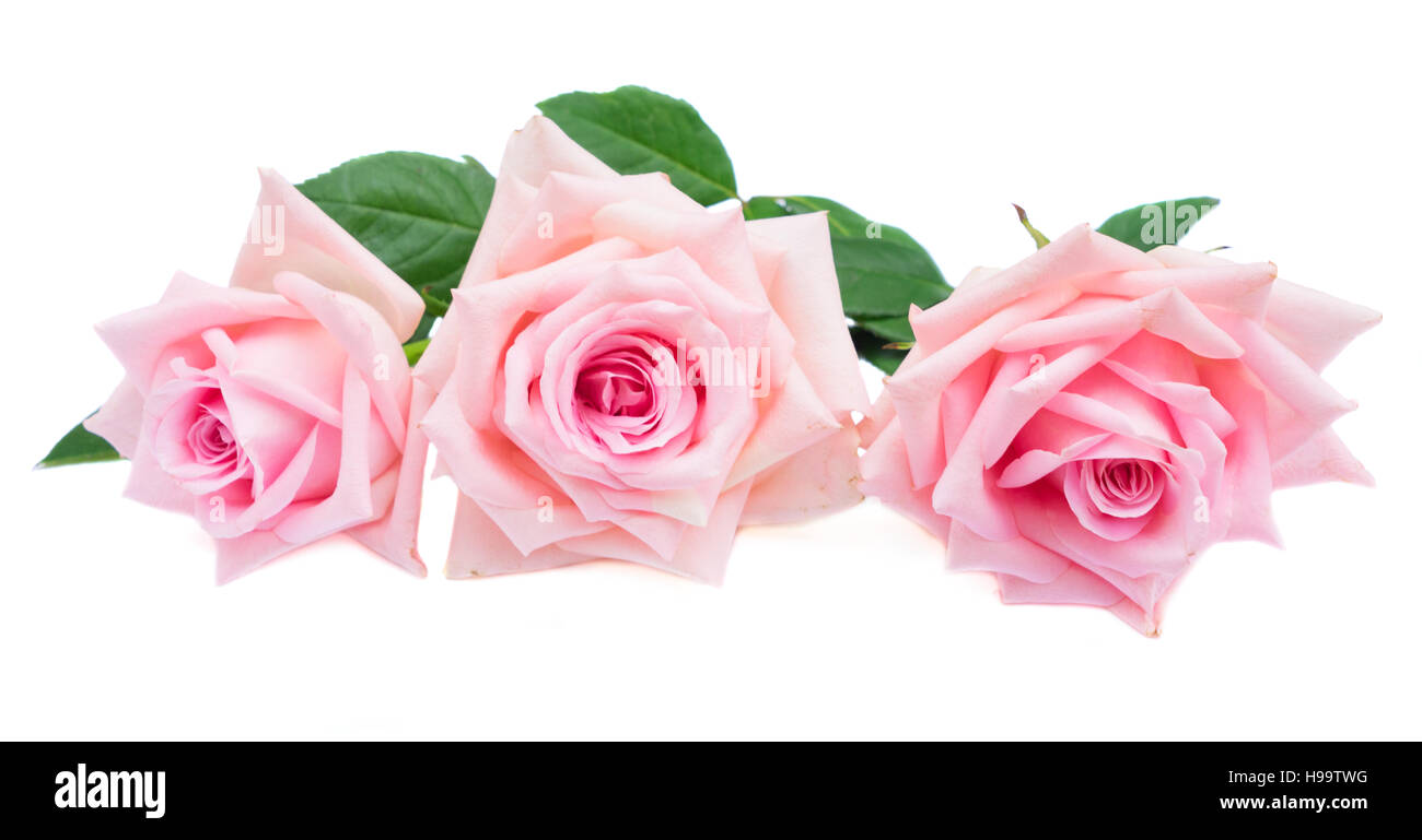Pink blooming roses Stock Photo - Alamy