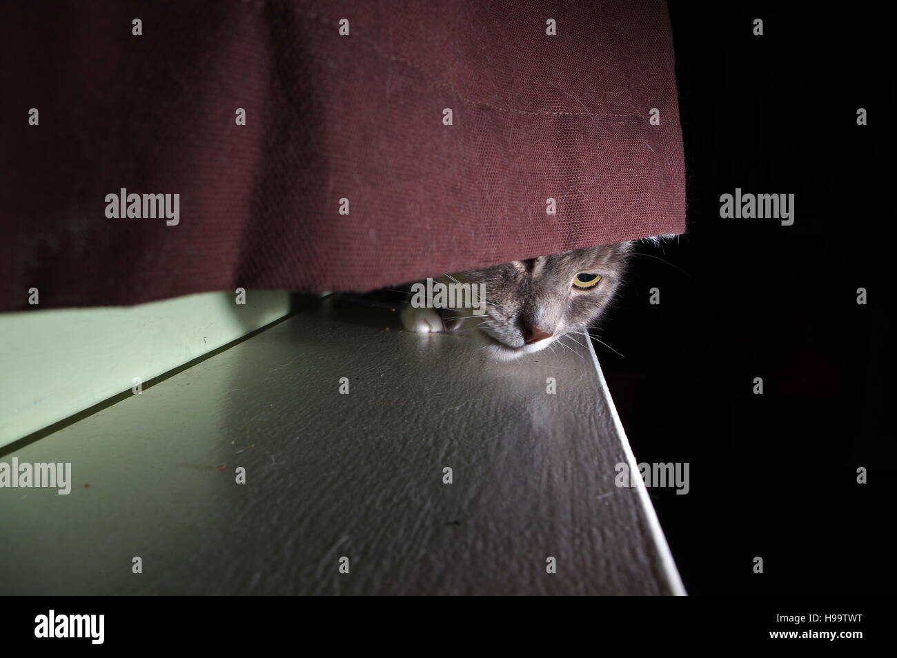 Cat hiding under hi-res stock photography and images - Alamy