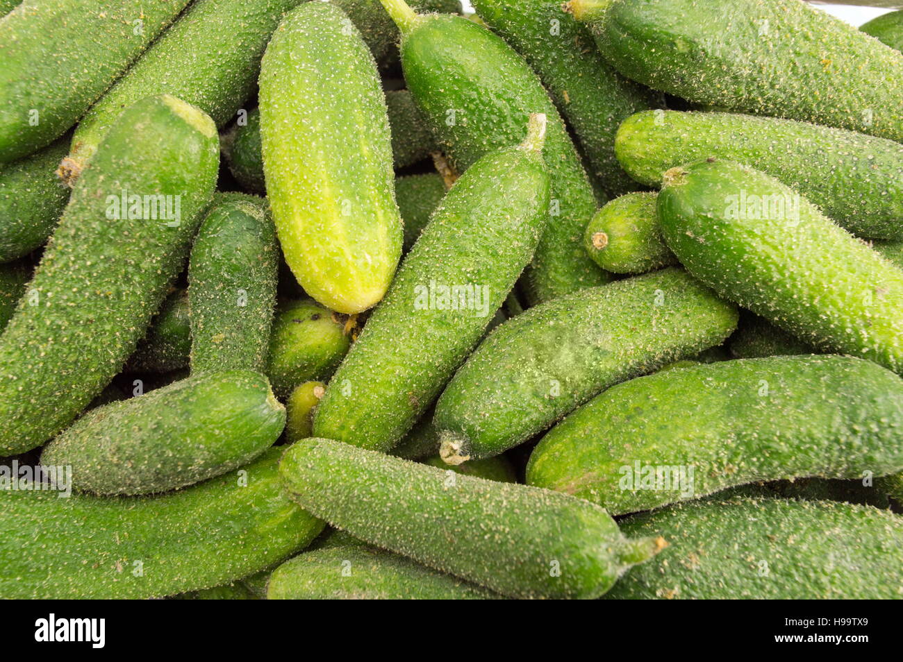 Fresh raw cucumbers on a big pile Stock Photo - Alamy