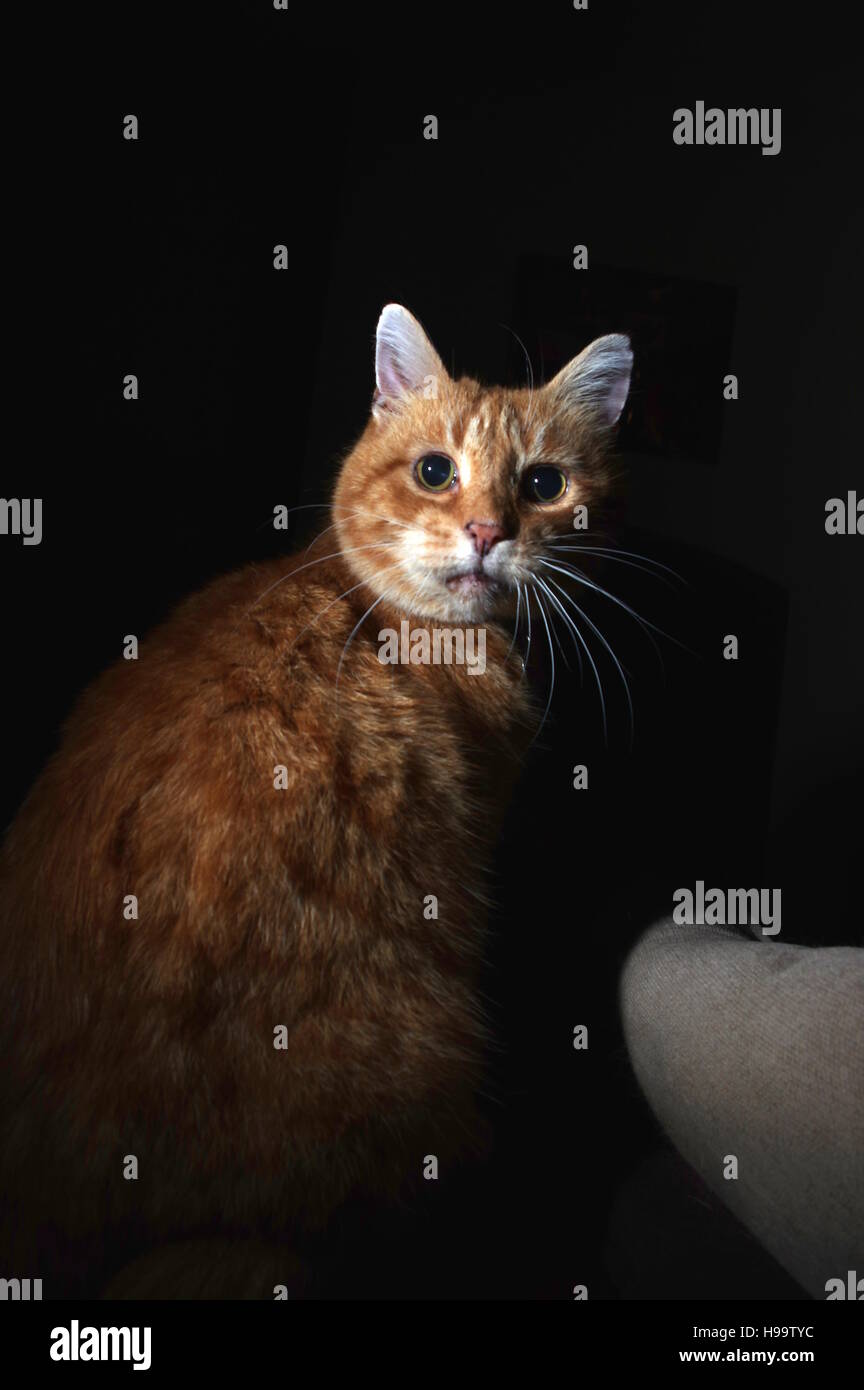 Worried cat hi-res stock photography and images - Alamy