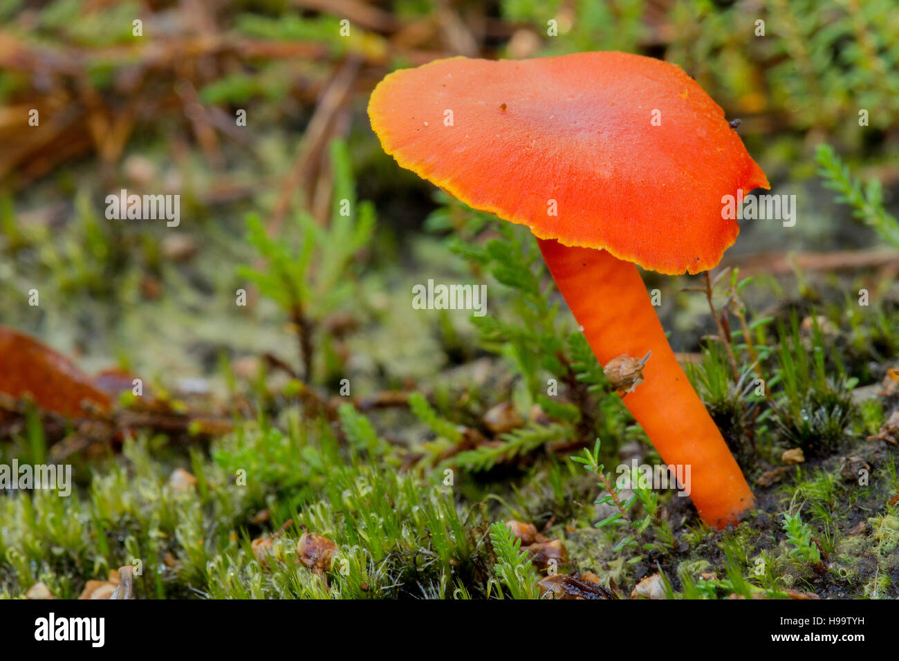 Waxcap mushroom fungi hi-res stock photography and images - Alamy