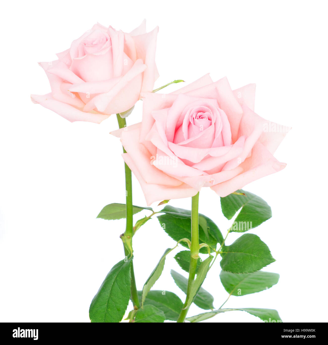 Pink blooming roses Stock Photo - Alamy