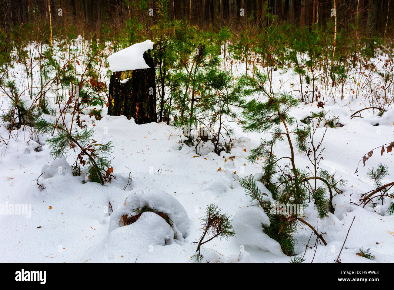 The bushes and stumps covered with snow in the winter forest Stock ...