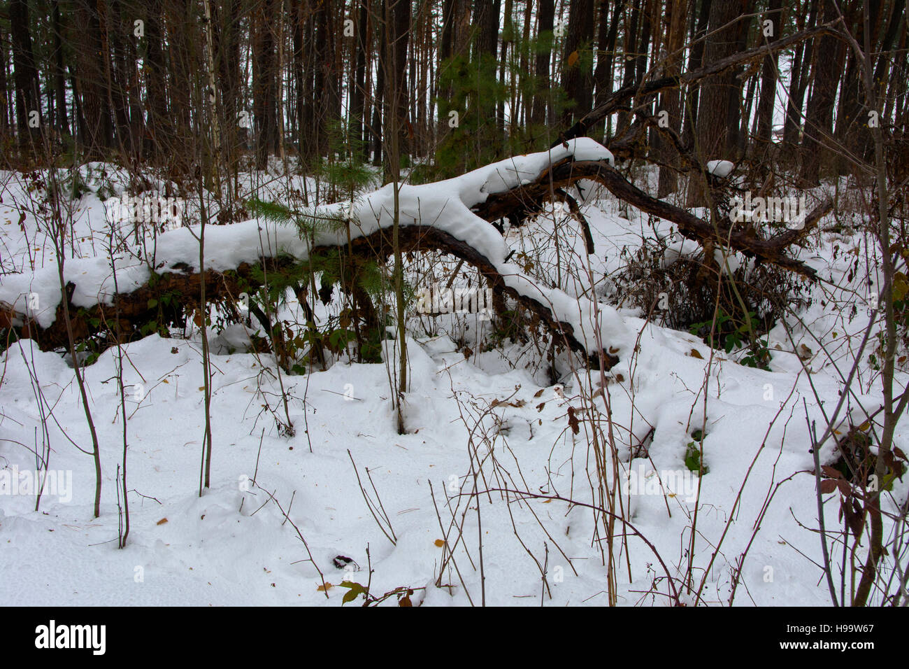 The bushes and stumps covered with snow in the winter forest Stock ...