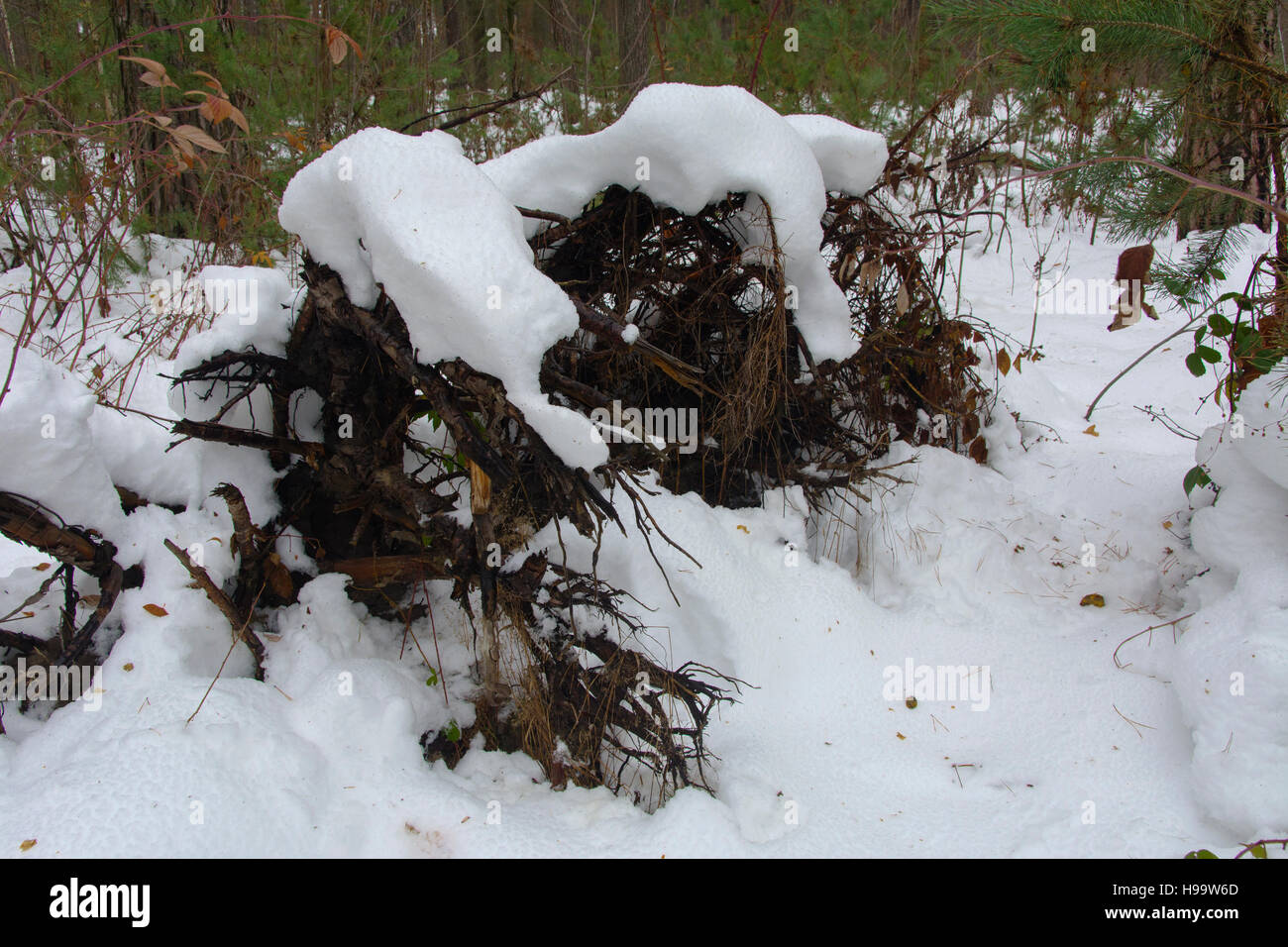 The bushes and stumps covered with snow in the winter forest Stock ...
