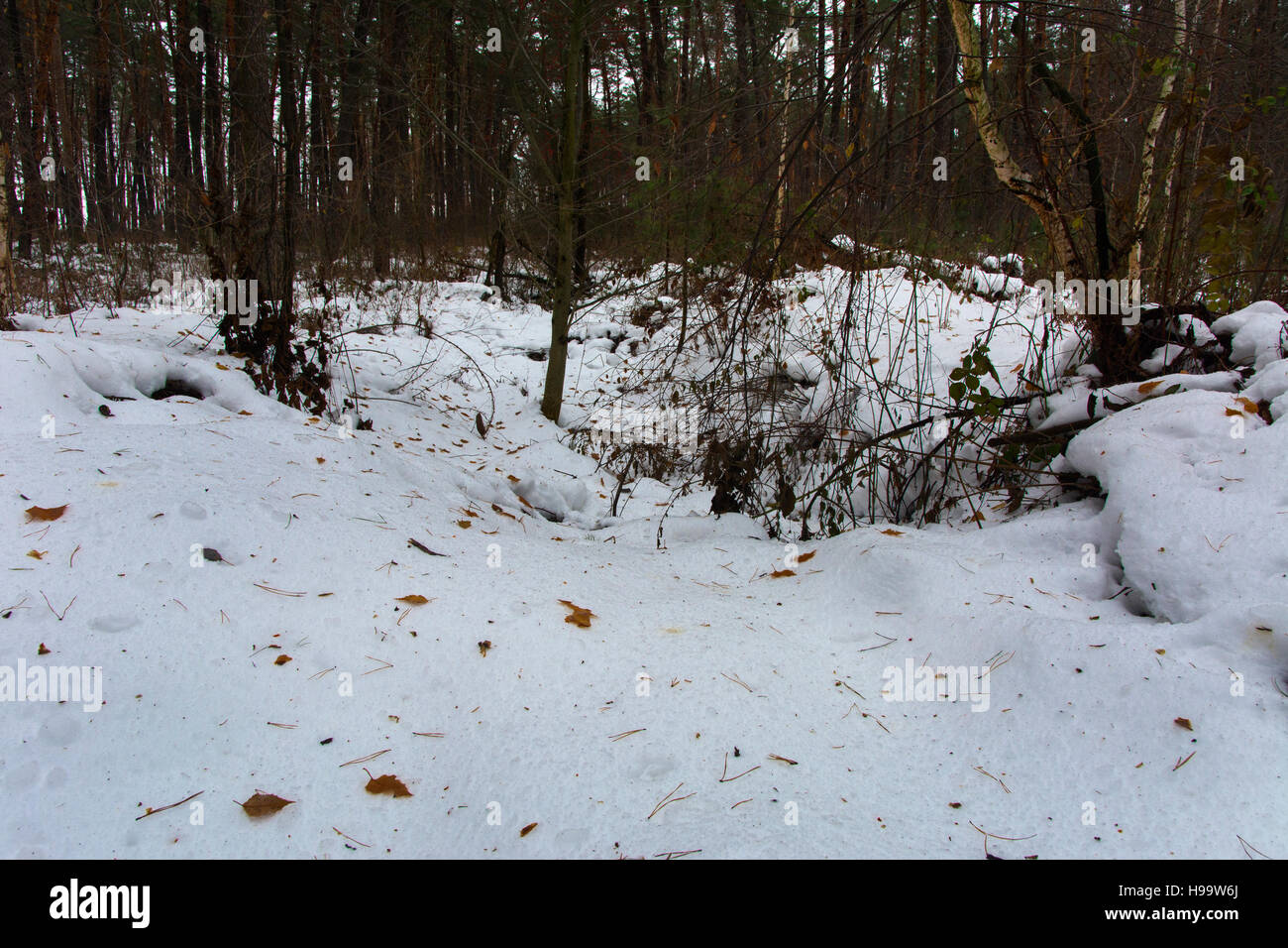 The bushes and stumps covered with snow in the winter forest Stock ...