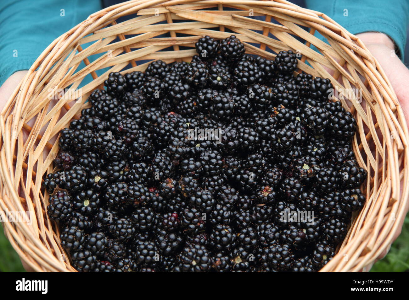 Rubus. Blackberries are picked from an English hedgerow in summer. UK ...