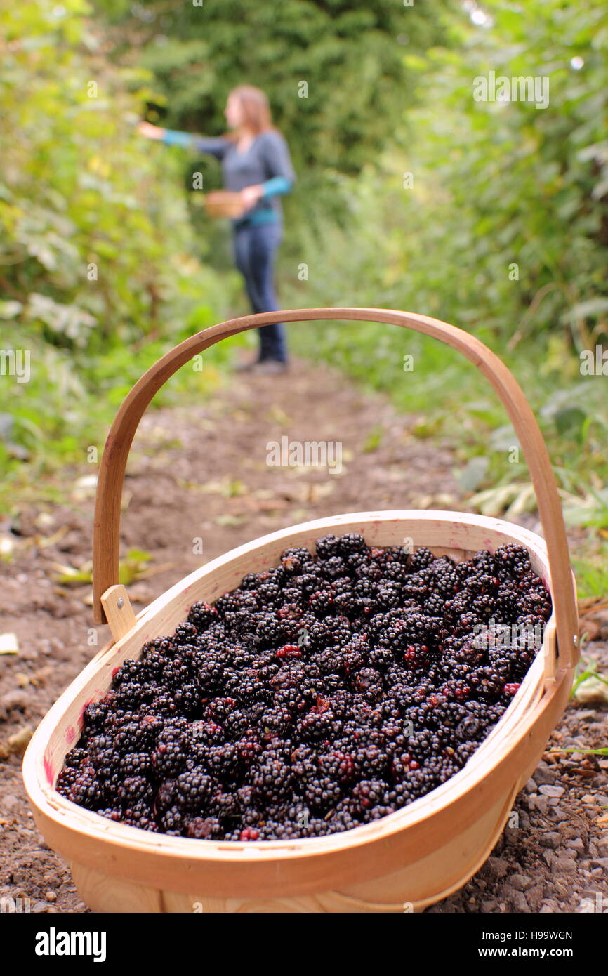English hedgerow hi-res stock photography and images - Alamy