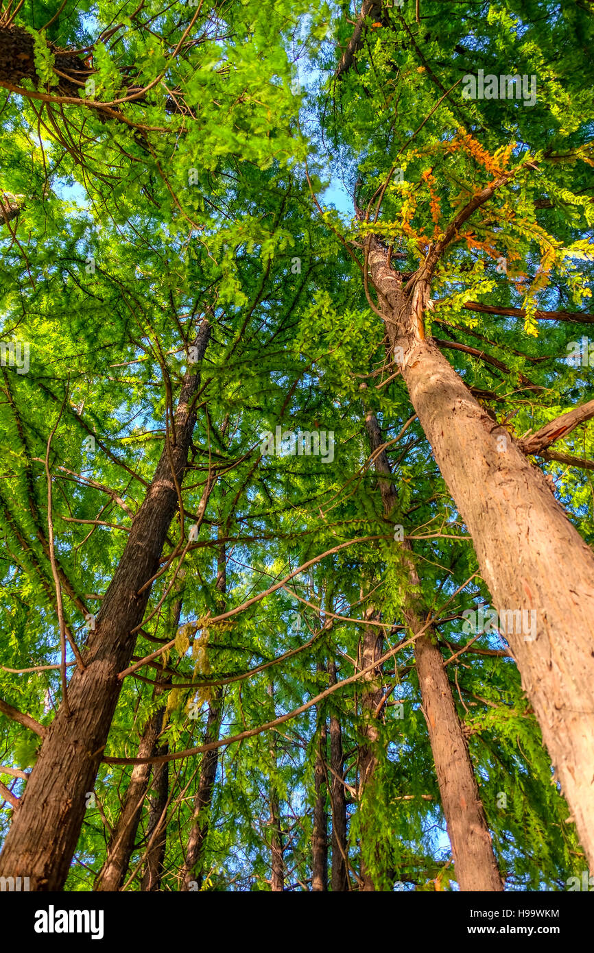 Trees and clear sky in the forest Stock Photo - Alamy