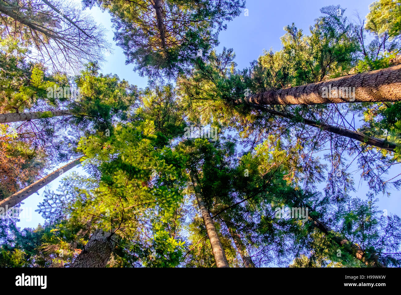 Trees and clear sky in the forest Stock Photo - Alamy