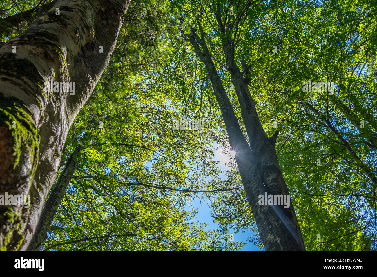 Trees and clear sky in the forest Stock Photo - Alamy