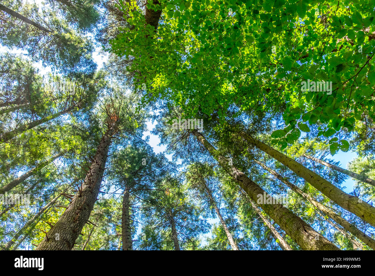 Trees and clear sky in the forest Stock Photo - Alamy