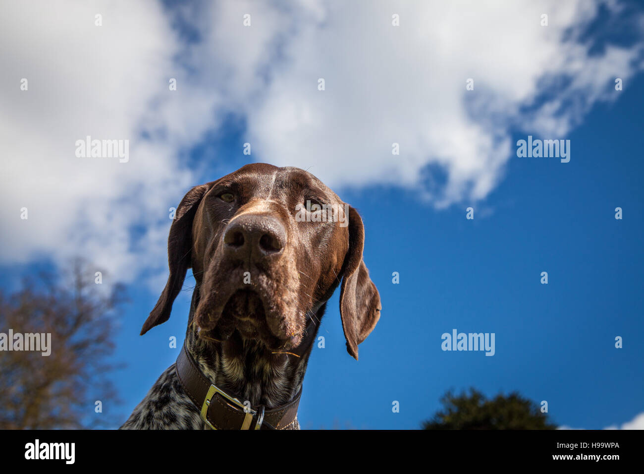 Low Angled portrait of a German Shorthaired Pointer dog Stock Photo - Alamy