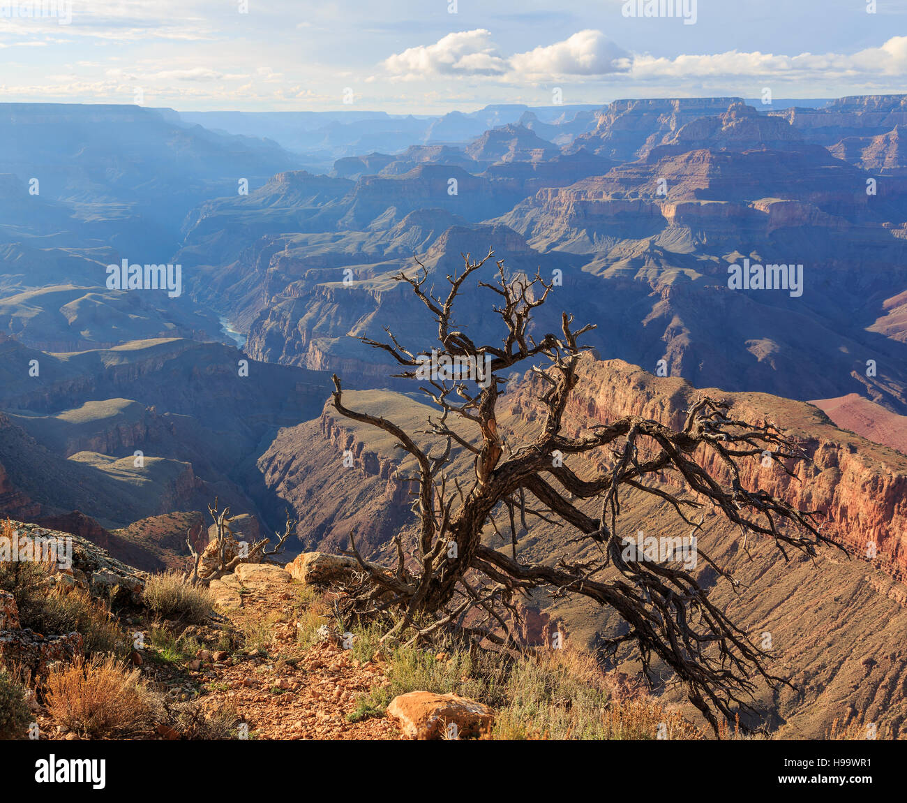 Dead dry tree on the Grand Canyon cliff, Arizona, United States Stock ...