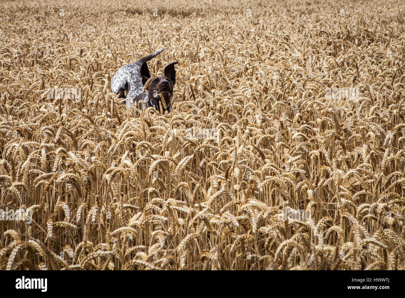 German Shorthaired Pointer dog running through a field of corn Stock ...