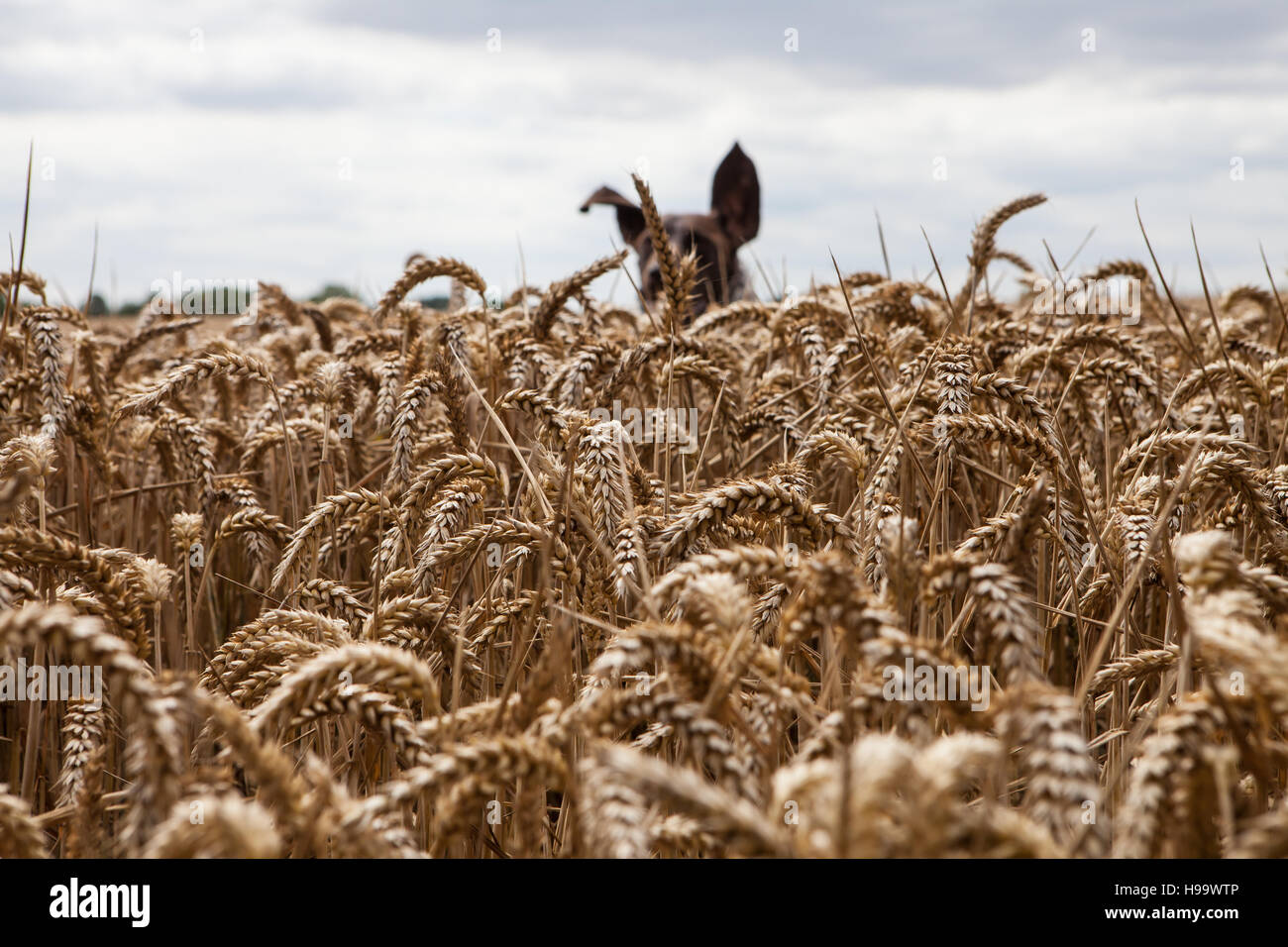 Running Through Corn Field High Resolution Stock Photography and Images ...