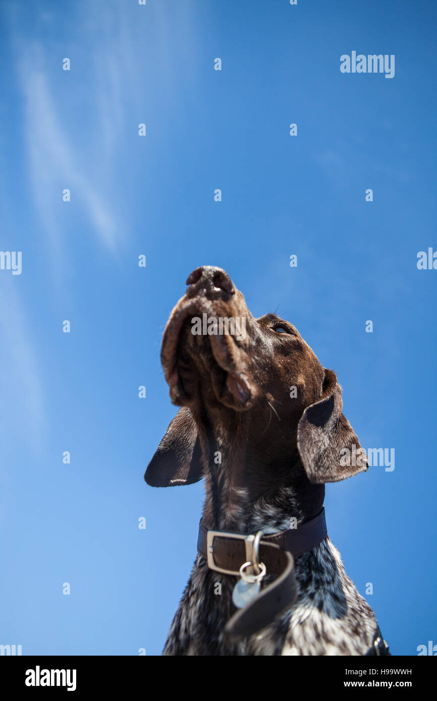Low Angled portrait of a German Shorthaired Pointer dog Stock Photo - Alamy