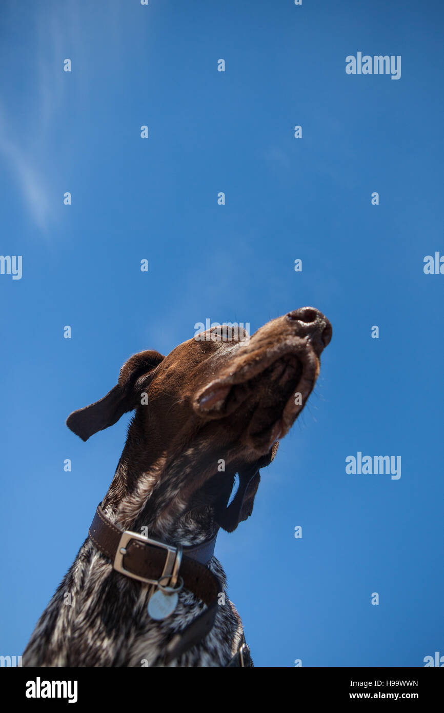 Low Angled portrait of a German Shorthaired Pointer dog Stock Photo - Alamy