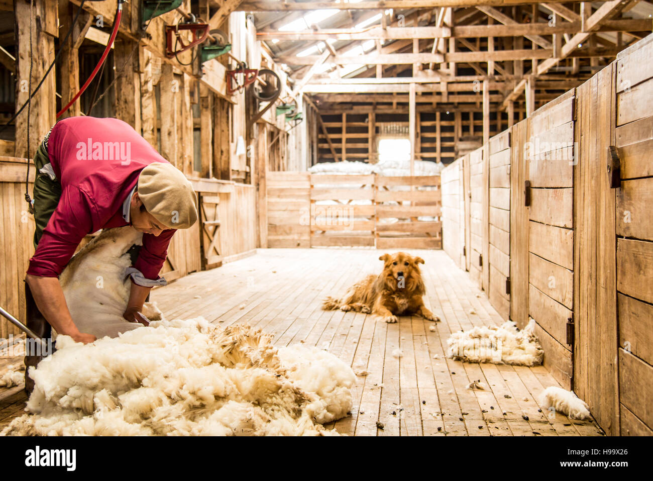 Patagonia Sheep Farming Stock Photo - Alamy
