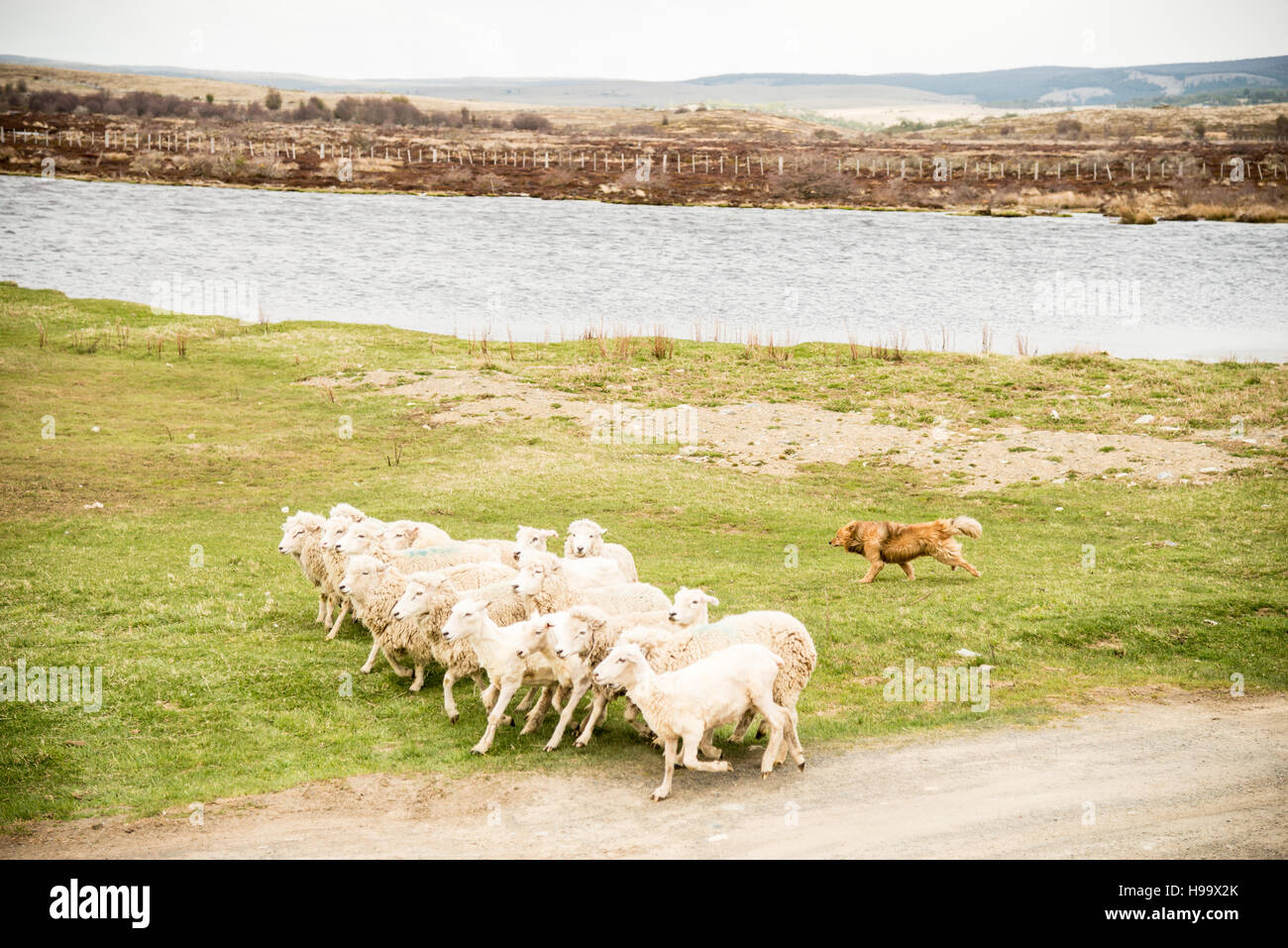 Patagonia Sheep Farming Stock Photo - Alamy